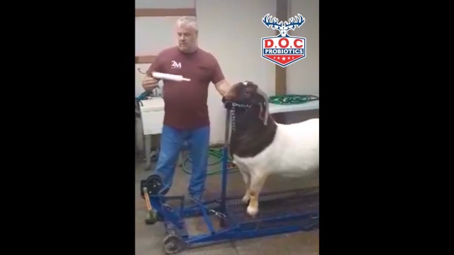 Watch Doc Probiotics is trusted by 2M Boer Goats Paul Morgan on Amazon Live
