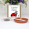 Grow Your Own Ladybird Poppy Plant Kit. Seeds Propagation Gardening ...