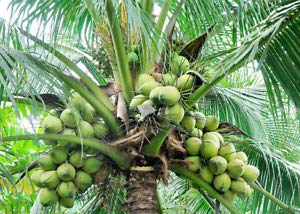 Arlo Hybrid Coconut Tree Live Plant, Cocos nucifera, Nariyal Tree ...