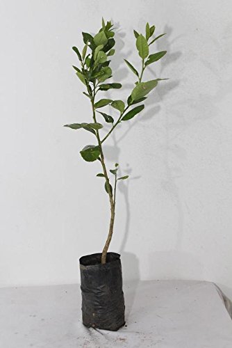 Mauli Nursery Plant 61 : Amazon.in: Garden & Outdoors