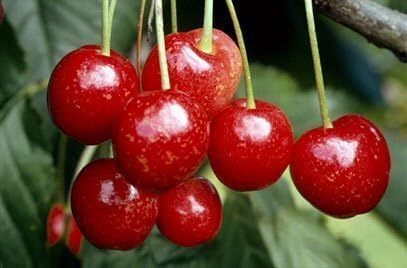 Tree Seeds Online - Prunus Avium- Wild Cherry. 25 Seeds - 1 Packs ...