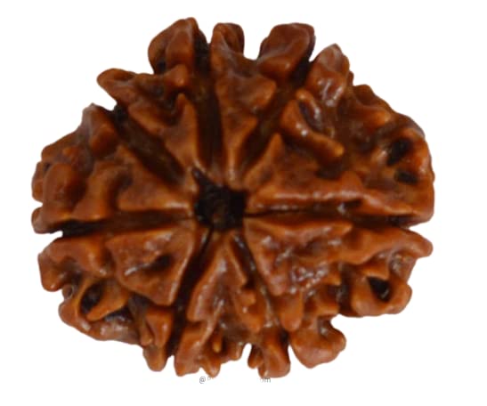 queenslands Genuine 7 Mukhi Original Rudraksha Certified Nepali Saat ...