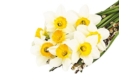 Indian Meadows Nargis or Narcissus flower bulbs (white with yellow cup ...