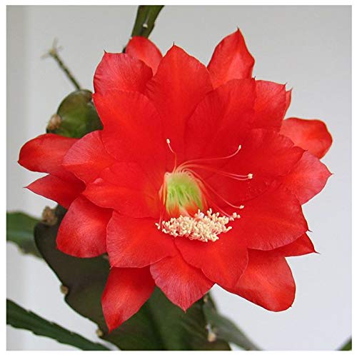 Indian Gardens - Epiphyllum cactus/brahma kamal/Night blommer live ...