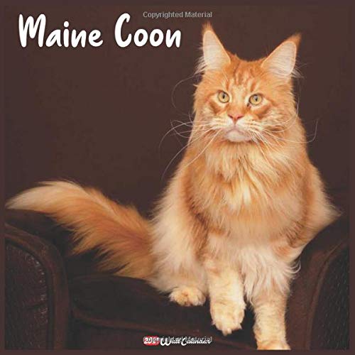 Portraits de Chatons Maine Coon... ces Adorables Géants - MaxiTendance