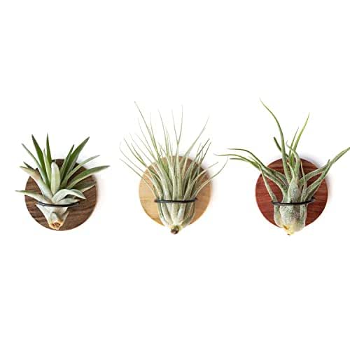 Amazon.com: Set of 3 Round Wood Magnets, Three Colors, Air Plants ...