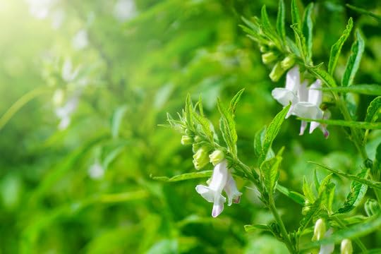 Til seeds for pooja,Til seeds for Home Planting Pack Of 2000 : Amazon ...