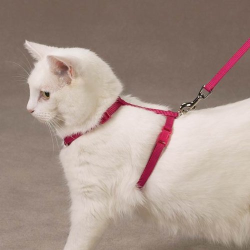 Savvy Tabby Nylon Cat Lead with Nickel-Plated Swivel Clips, Raspberry ...