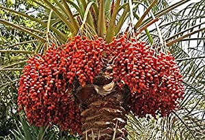 Mphmi Live Plant Nursery NCR Nurseryplant Live Date-Khajur-Khajoor ...