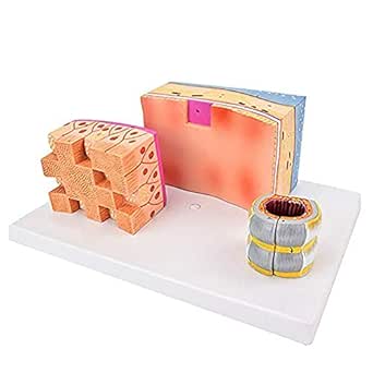 Anatomical Model, Human Anatomy Science Models Tracheal Wall Anatomical ...