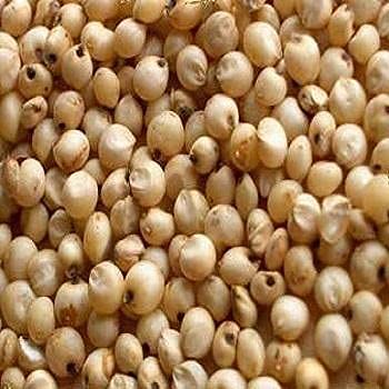 STOKIYA Hybrid Sorghum Sweet Sudan Fodder Grass Jowar Seed (250 gm per ...