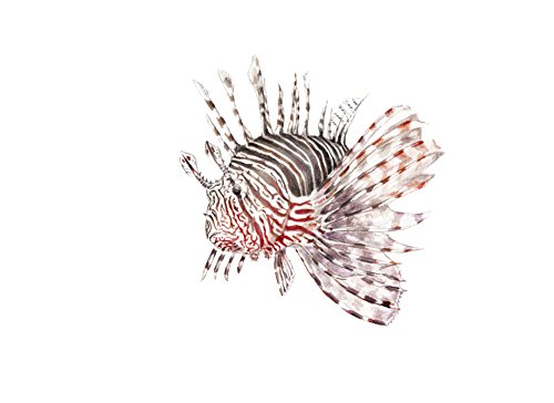 Amazon.com: Limited Edition Tropical Fish Lionfish Print 8.5x11 ...