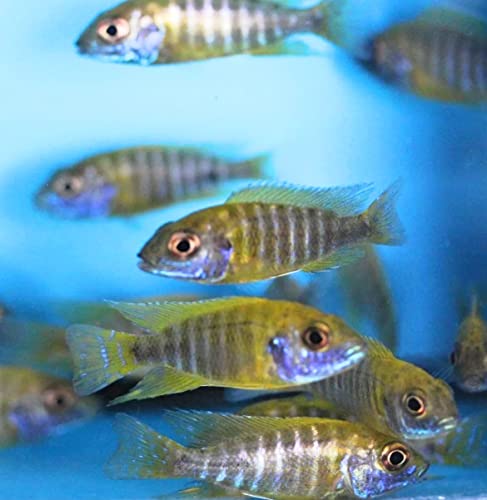 African Tropical Fish