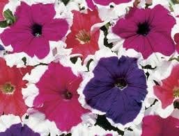 Amazon.com : 20 Petunia Frost Mix Colors Tropical Flower Seeds Fresh ...