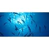 Amazon.com: Schooling Fish - 2ft x 4ft Drop Ceiling Fluorescent ...