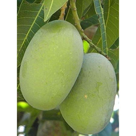 Langra Mnago Langda Mango King Of Mango Fiber Free Live Grafted Plant ...