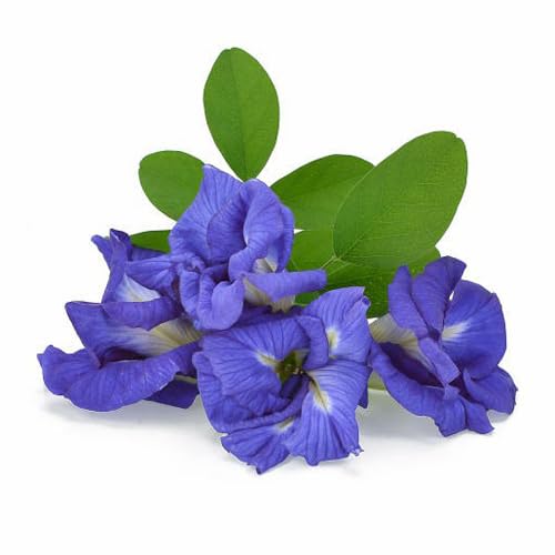 SREE Butterfly Pea Aprajita Flower Plant Seed Shankupushpam Clitoria ...