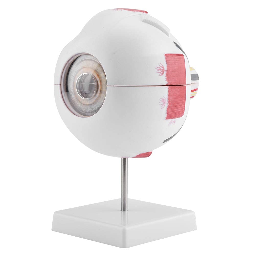 Eye Globe Anatomy Diseases Of The Vitreous Body | Concise Medical