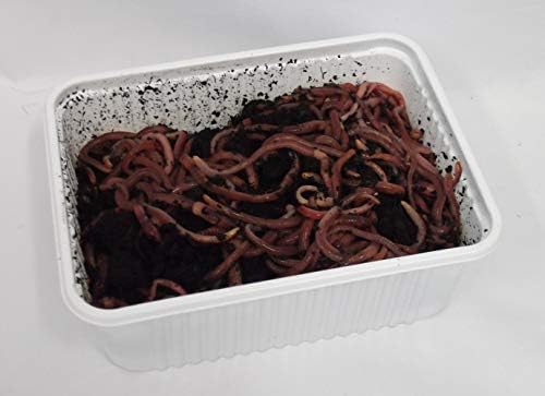 Wiggly Wigglers Composting Worms Composting Worms Vermicomposting Red ...