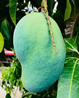 Mphmi Live Plants Nursery Garden Fazli Mango Plant-?Bihar/West Bengal ...
