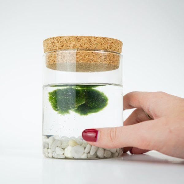 Marimo Original Sughero La Felicità – Coppia (Fondale Bianco) : Amazon ...