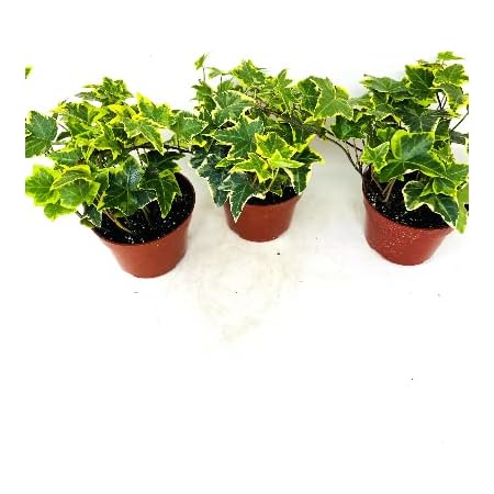 Amazon.com : Gold Child English Ivy - Hardy Groundcover/House Plant ...