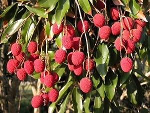 Ariya Plant Lychee Litchi Lichi Fruit Tree Plant Healthy Live Plant ...