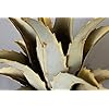 Amazon.com: Desert Steel Americana Agave - Indoor/Outdoor Metal Yard ...