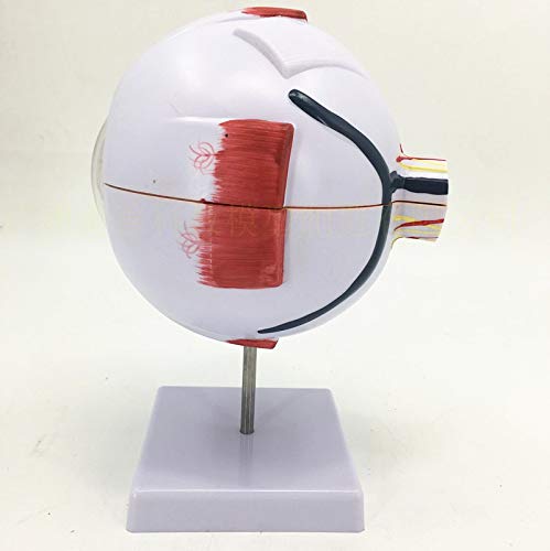 Lxt Pandaeye Anatomy Model 6x Enlarged Anatomically Accurate Eye Model ...