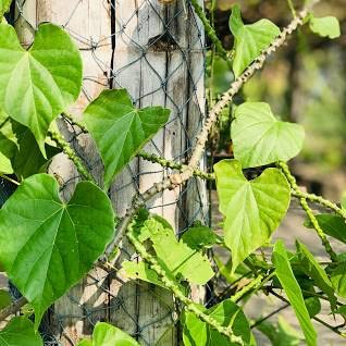 Guruji Plantation Giloy Plant Indoor Plant For Home and Office with Pot ...