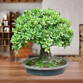 Buy Very Special Chinese Banyan/Malayan Banyan(Pack Of-1)/Ficus ...