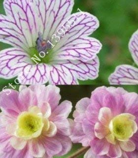 Rare Double Colors Geranium Seeds, Perennial Flower Seeds Pelargonium ...