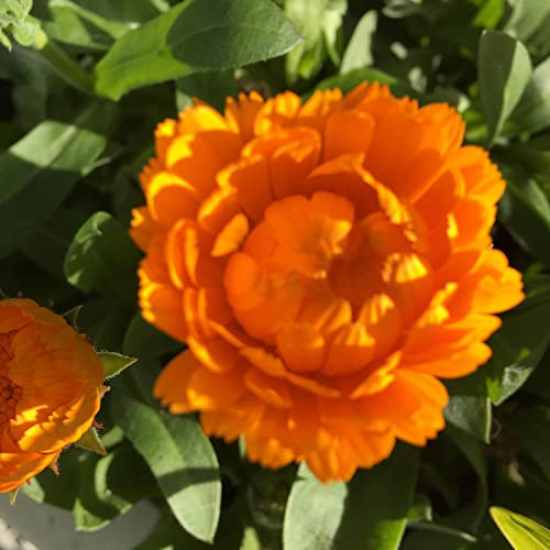 Amazon.co.jp: TENESSEE WISKEY : Brian Mapp: Digital Music