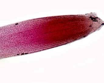 Grass Root - Microscope Slide : Amazon.in: Industrial & Scientific