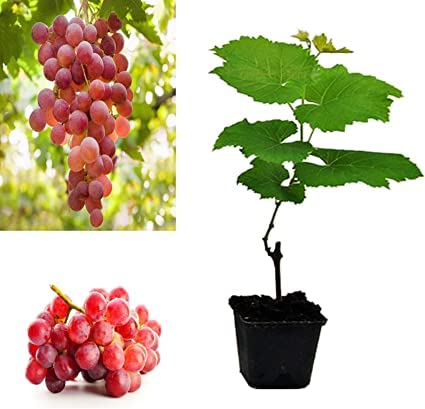 Mphmi Live Plant Nursery NCR Tropical Fruit Grape Vitis Vinifera Dwarf ...
