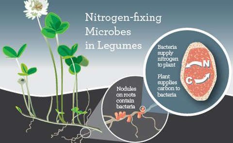 KAU Azotobacter biofertilizer Organic Kerala Agro Centre (1 Kg ...