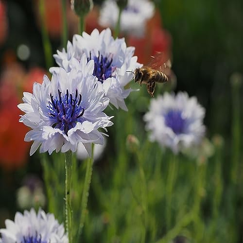 Thinking Out Loud by Deborah Dougherty on Amazon Music - Amazon.com