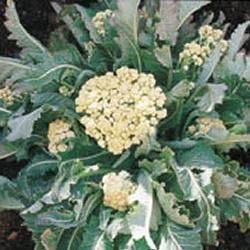 KINGS SEEDS: BROCCOLI NINE STAR PERENNIAL : Amazon.co.uk: Garden