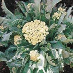KINGS SEEDS: BROCCOLI NINE STAR PERENNIAL : Amazon.co.uk: Garden