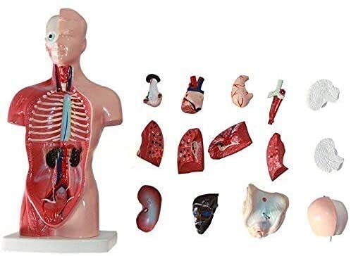 Rexgel Educational Model Torso Anatomical Medical Torso Model 13 Parts ...