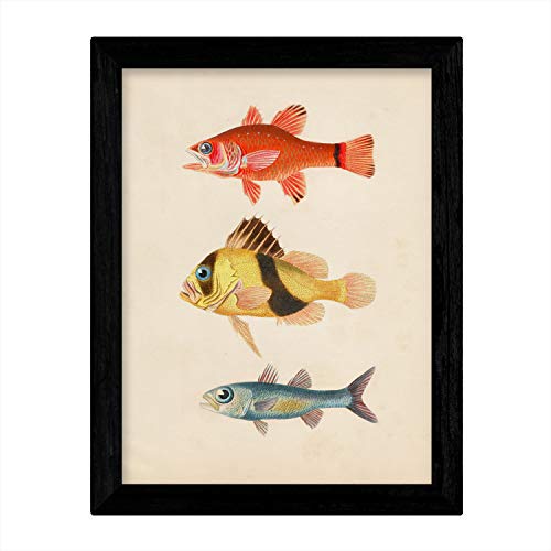 Nacnic Set 4 sheets of fish vintage colorful effect. Mediterranean ...