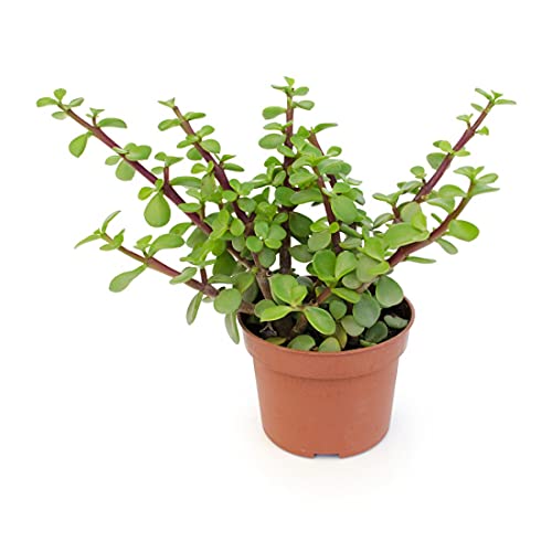 Portulacaria, la planta de la moneda