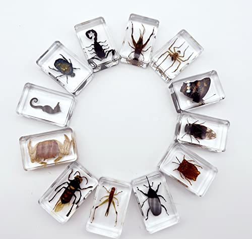 Snapklik.com : 12 Pcs High-Definition Amber, Insect In Resin Bugs ...