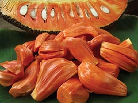 Rare Dwarf Variety Hybrid Jackfruit Plants | Red Flesh Jack fruit Super ...