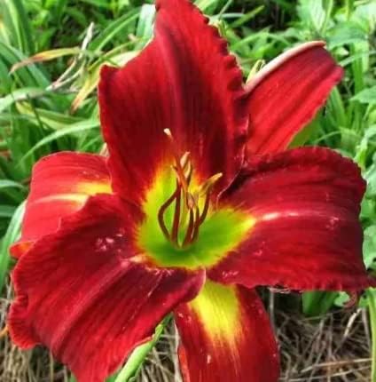 Amazon.com : Red Daylily Roots for Planting - Grow Beautiful Perennial ...