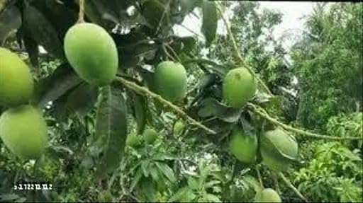 THE GREEN VIEW GARDENS Himsagar Mango, (Grafted) Plant, Special Malda ...