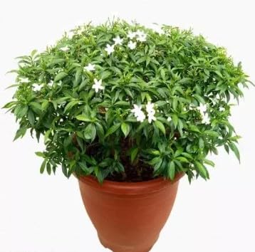 Chinese Tagar Plant : Amazon.in: Garden & Outdoors