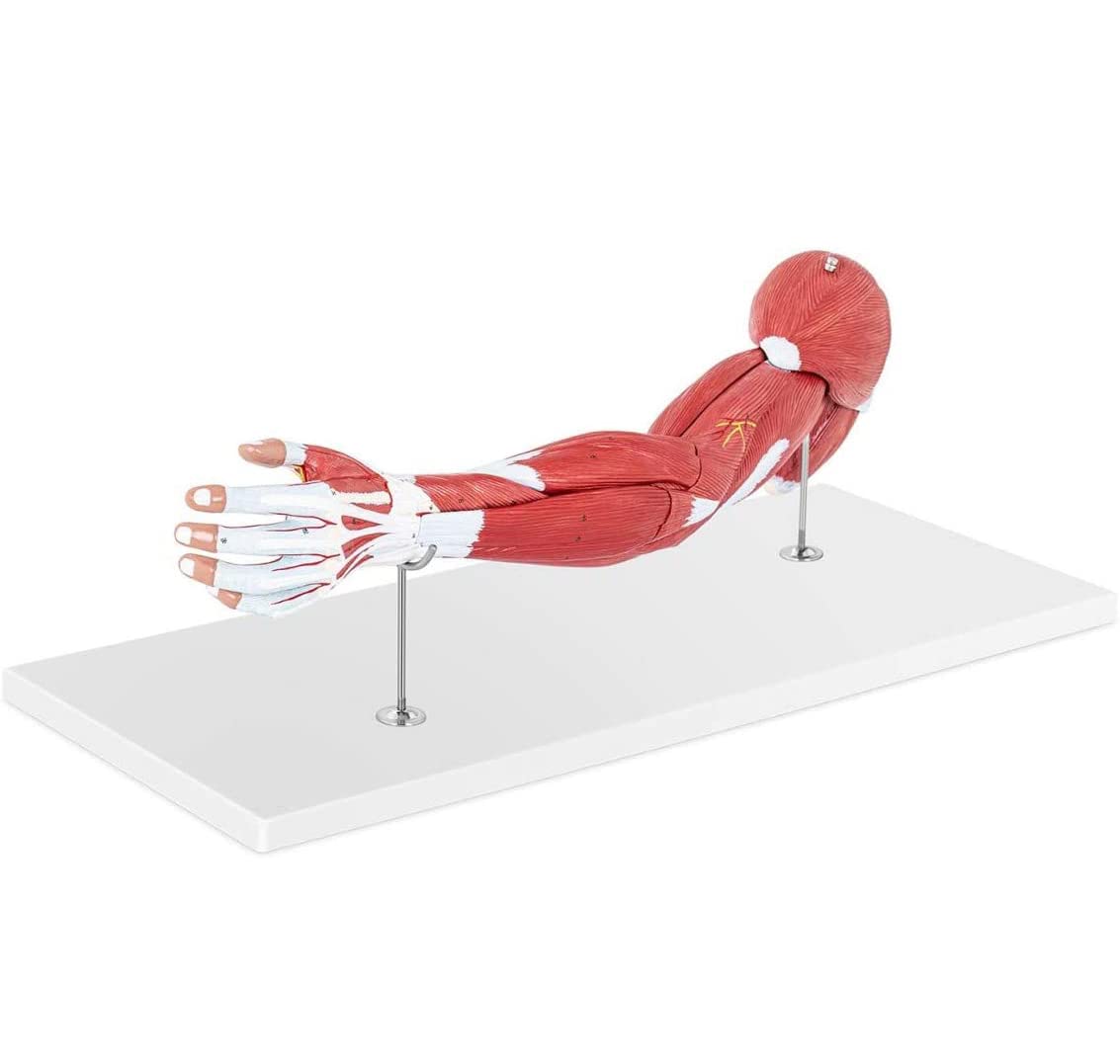 Buy UIGJIOG Grandeur Nature Anatomical Moquette Human Arm 3D in 7 Parts ...