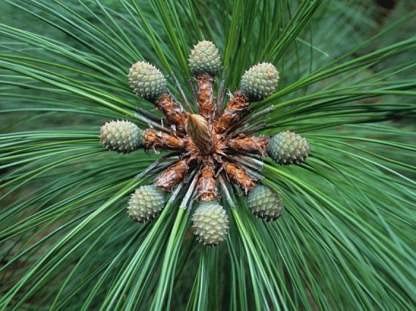 SHOP 360 GARDEN Pinus kesiya,Khasi Pine, Benguet Pine, Three-needled ...