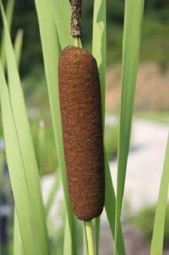 Cattails - How to grow & care